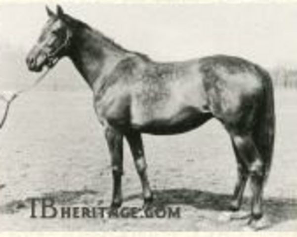 Roarr Quarter Horse