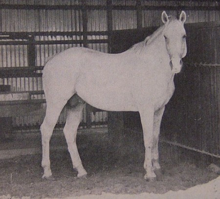 Playgun Quarter Horse