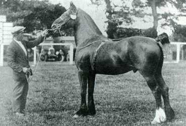 Dragons Lair Gold Rush Welsh Pony