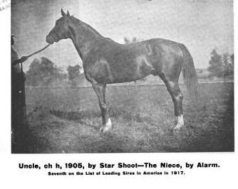 Playgun Quarter Horse