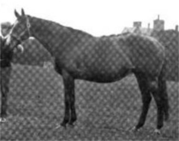 Miss Fancy Te Quarter Horse