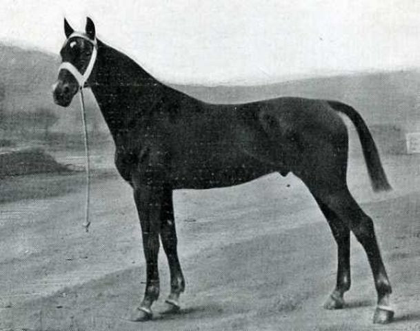 Geo De Vaubadon Pony
