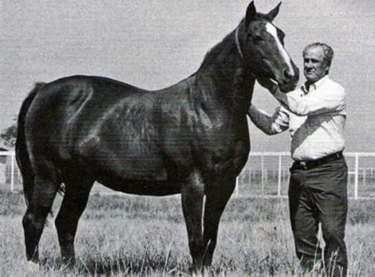 Freighttrain B Quarter Horse