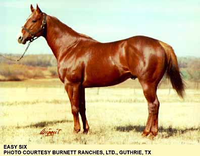 Roarr Quarter Horse