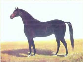 Playgun Quarter Horse