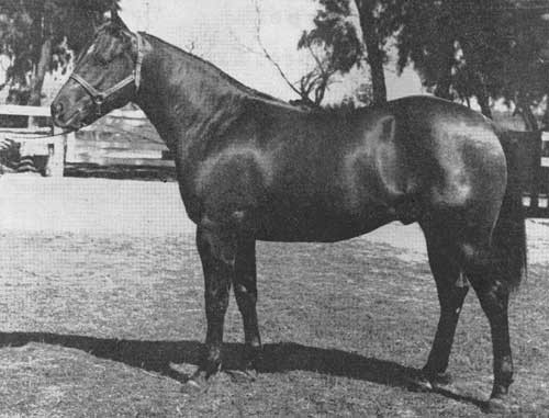 Playgun Quarter Horse