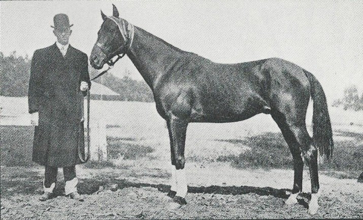 Playgun Quarter Horse