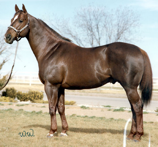 Roarr Quarter Horse