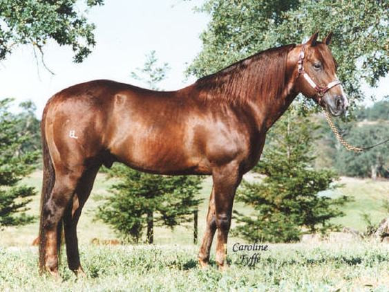 Whizards Baby Doll Quarter Horse