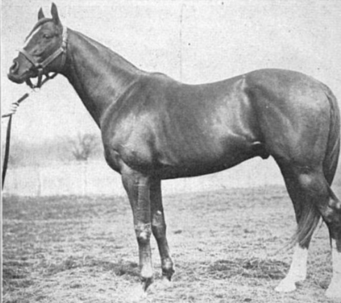 Playgun Quarter Horse