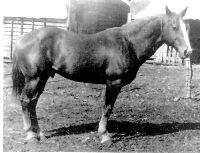 Roarr Quarter Horse
