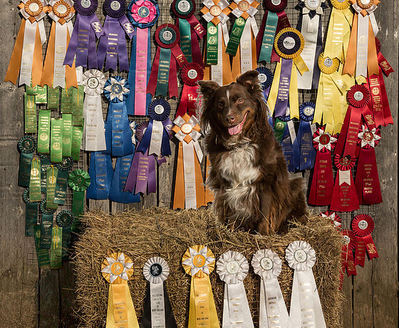 Southern Belle's Fesity Heidi Pedigree