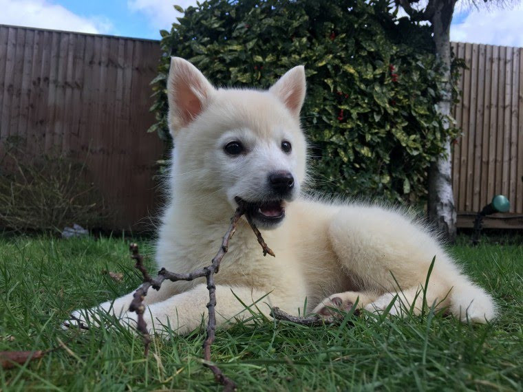 Siberian Husky Pedigree