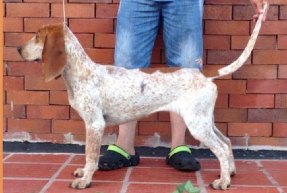 Arazá de Pichón Salvaje Pedigree