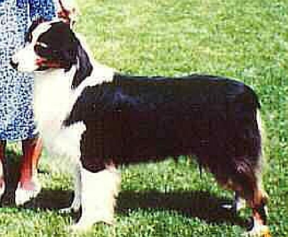 Star's Gold Ringer Pedigree