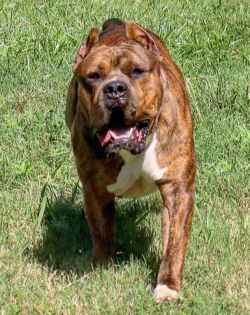 BNK9'S MAGNETO Pedigree