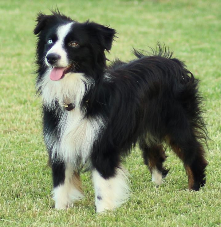 Rikashay’s Will Of Jasper Pedigree