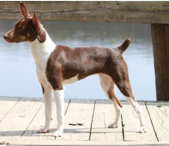 River Ridge's Riddle Me This Pedigree