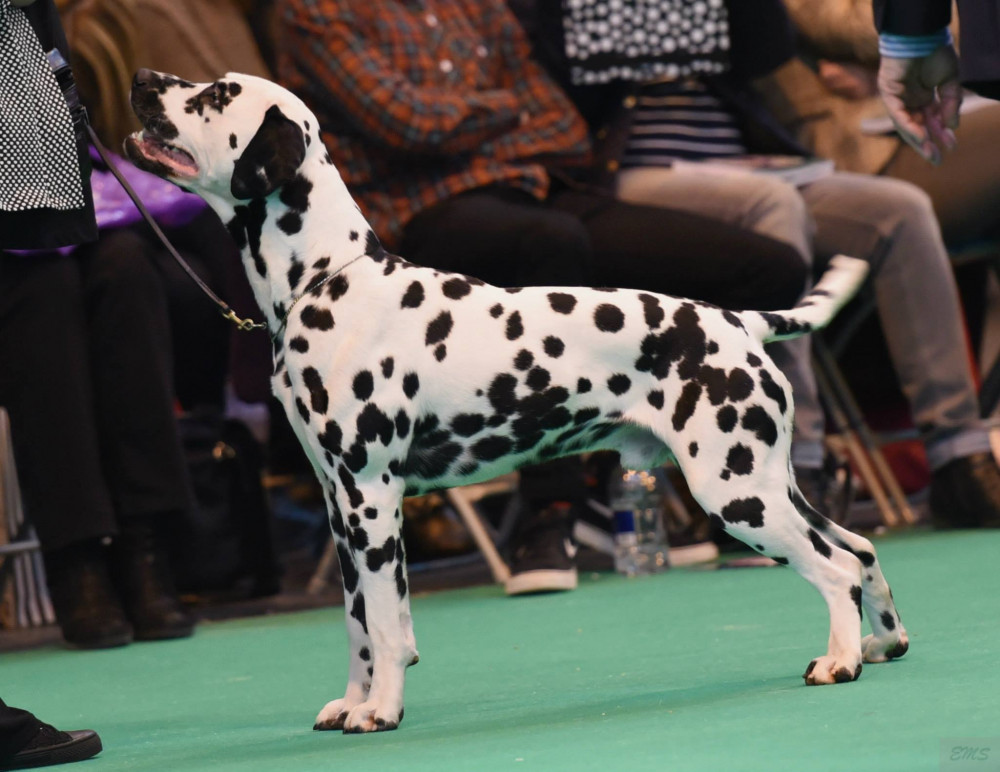 Dalstorm Eternal Flame At Dalmardi Pedigree