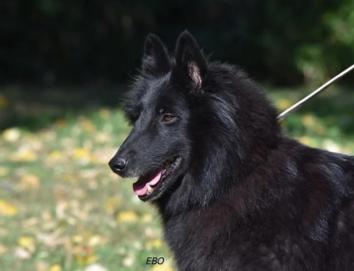 Poppins des Perles Noires Pedigree