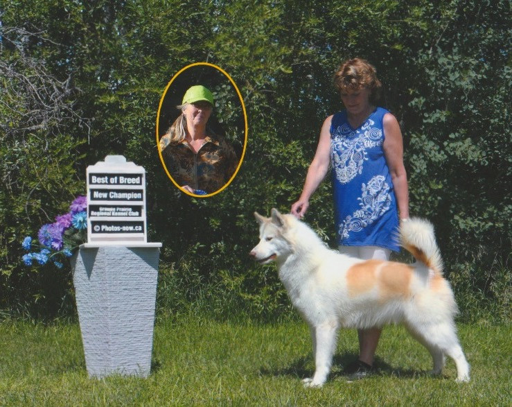 ARCTICICE QIMMIQ GATLING Pedigree