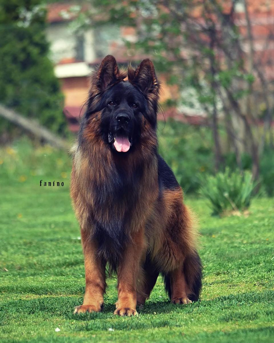 Azzura Team Akibo Pedigree