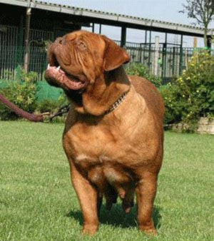 Dog's-Land Maestro Pedigree