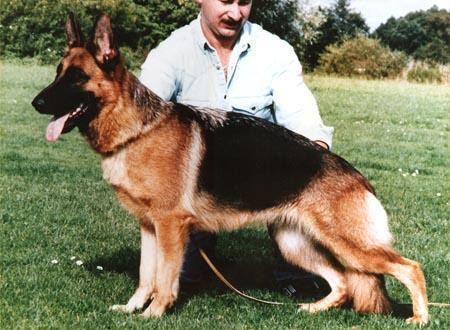 Osko vom Bergmannshof Ancestor Photos