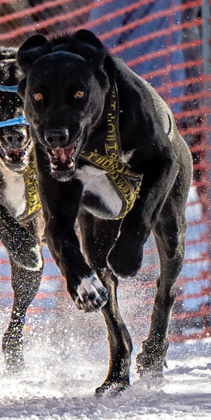 Apollo Leader of the Muses Pedigree