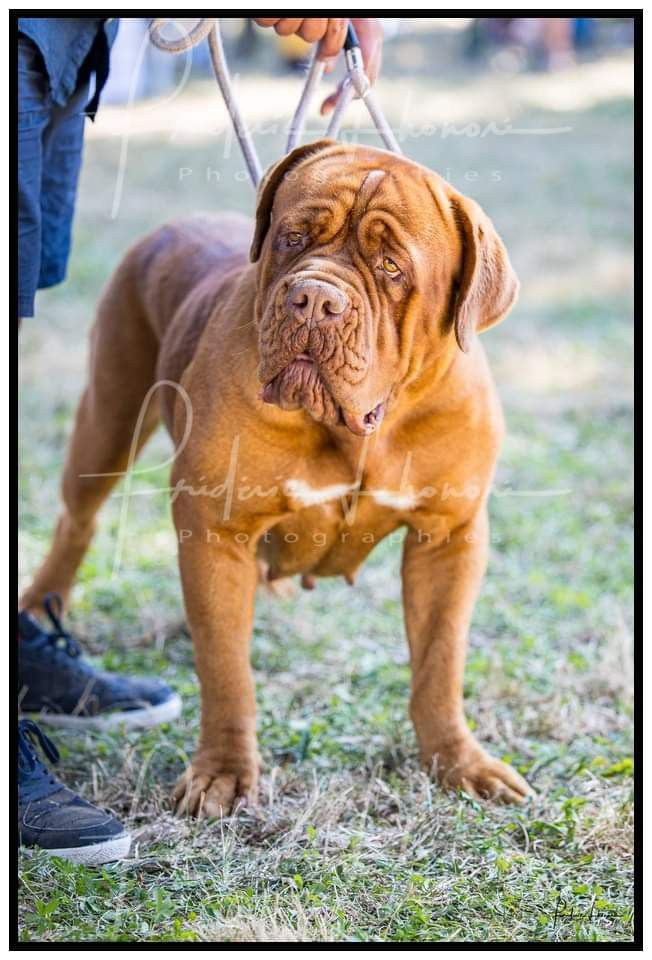 Vhestia Du Pensionnat De Lila Pedigree