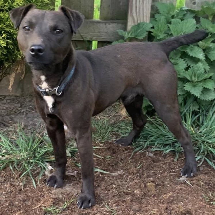 Leonard’s Milly Pedigree