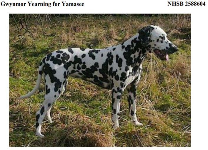 Castellum Collis DalMaNi Bijou Bordeaux Pedigree