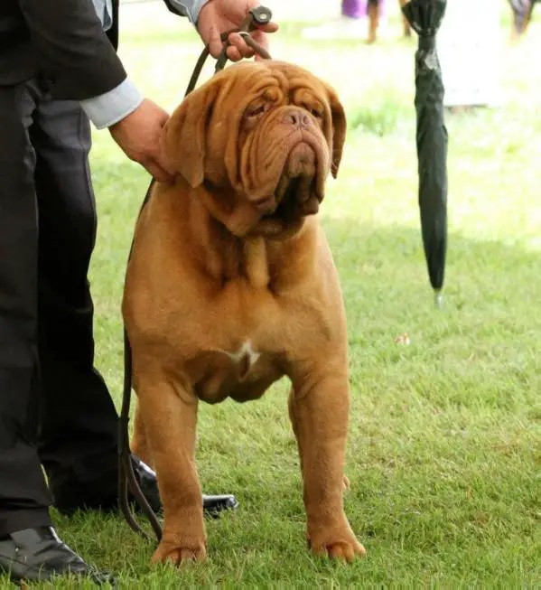 Tour De La Ville Bordeaux Joep Pedigree