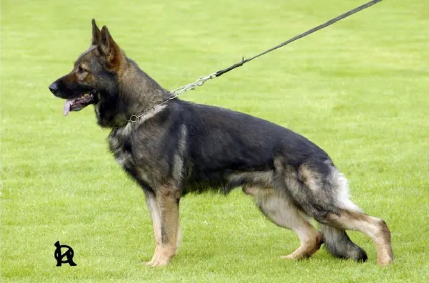 Ares Spod Čerenca Pedigree