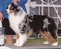 Treasures Classy With A Wild Side Pedigree