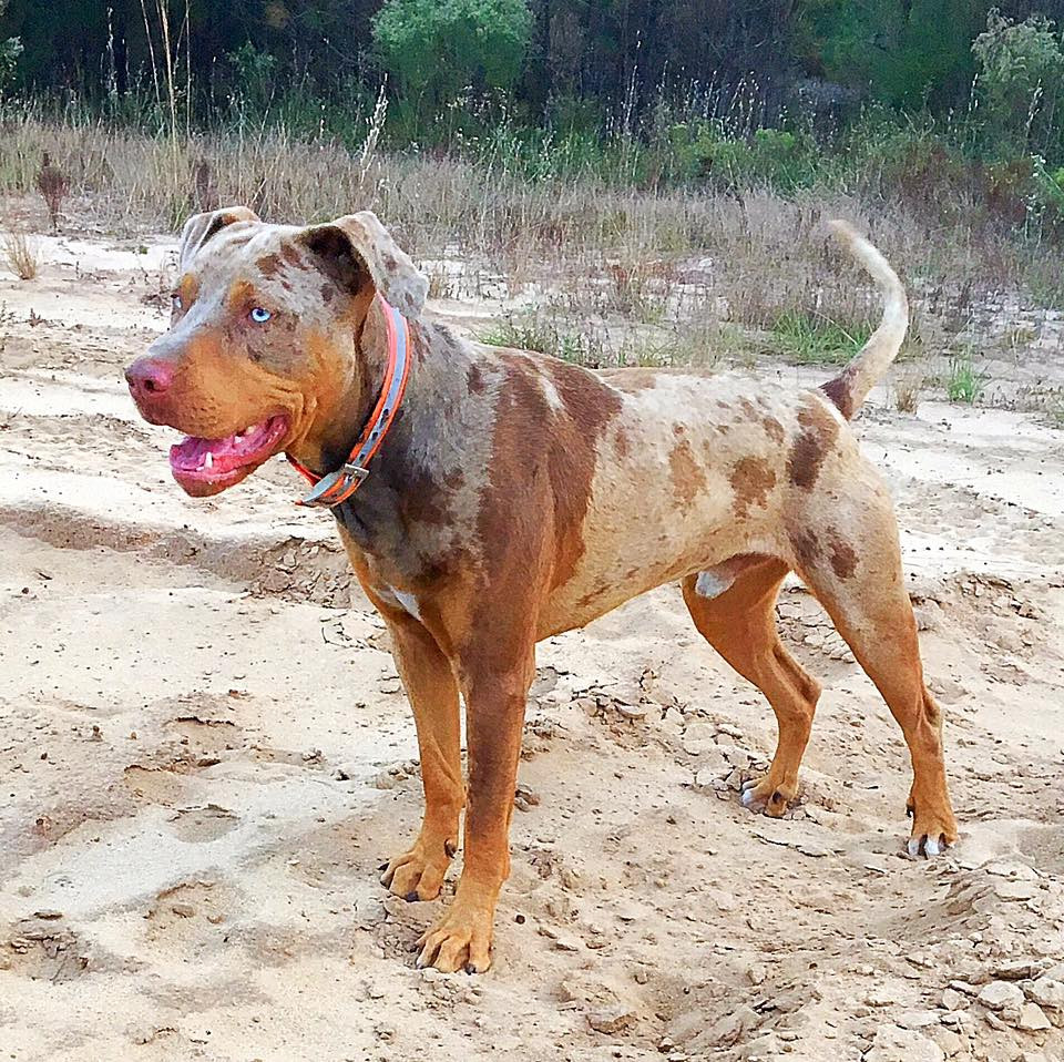 Offspring of Double Ott's Big Chill