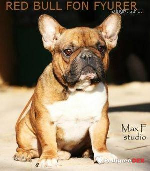 LUKRESIYA FON FYURER Pedigree