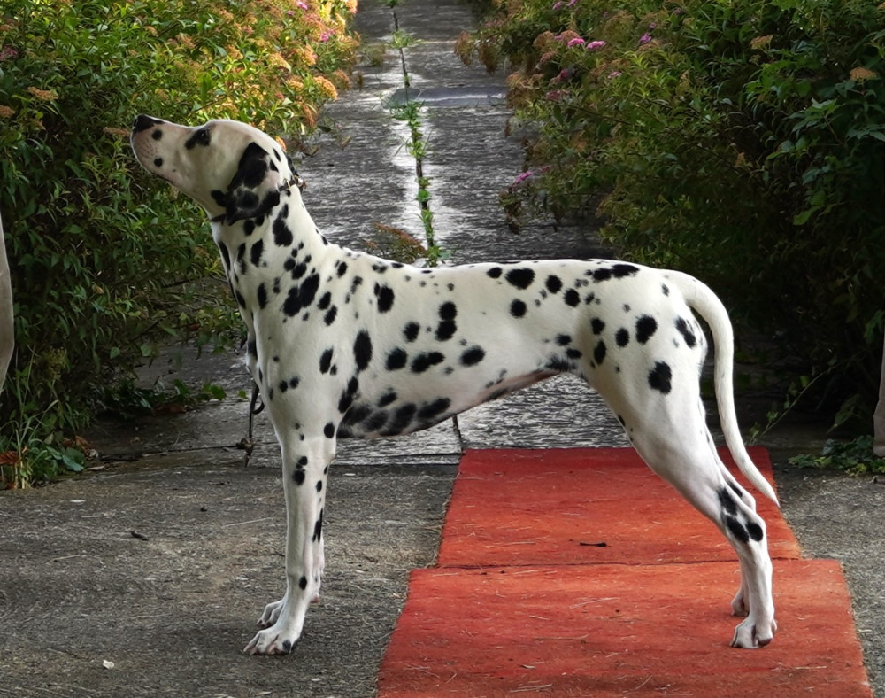 E like Ebony and Ivory of KaWi´s trailing Spots Pedigree