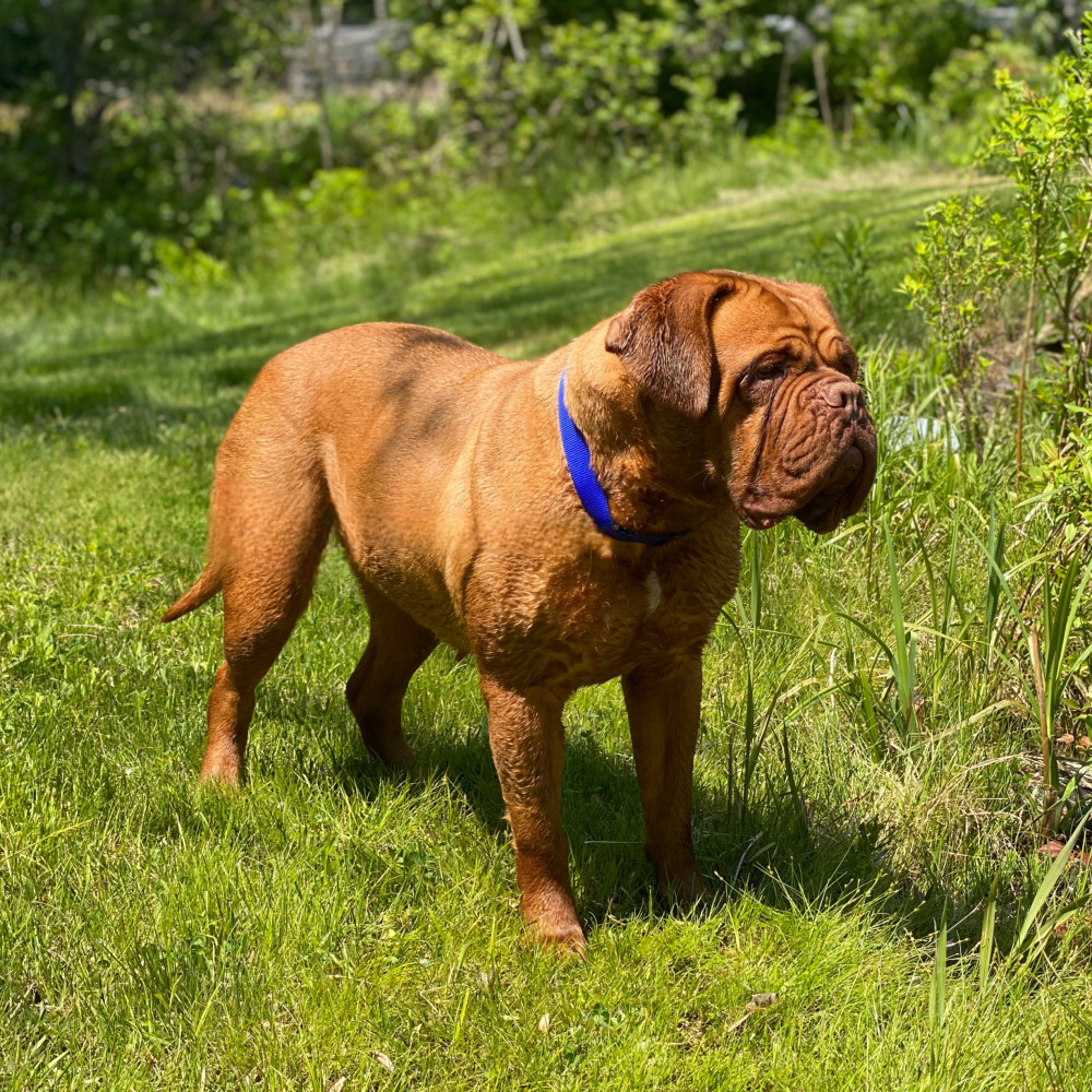 Troya Dardania Domus Pedigree