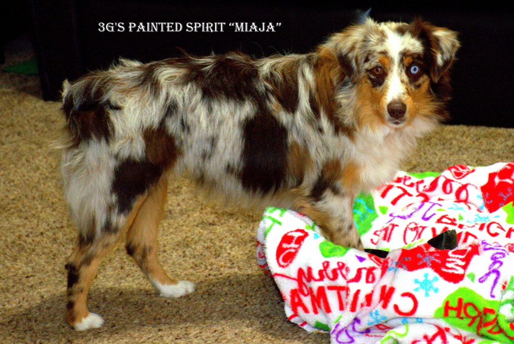 3g's Painted Spirit Maija Pedigree