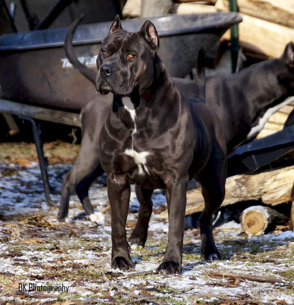 American Bully Pedigree Database