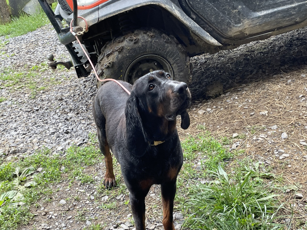 Windy Cove Mountain Mae Pedigree