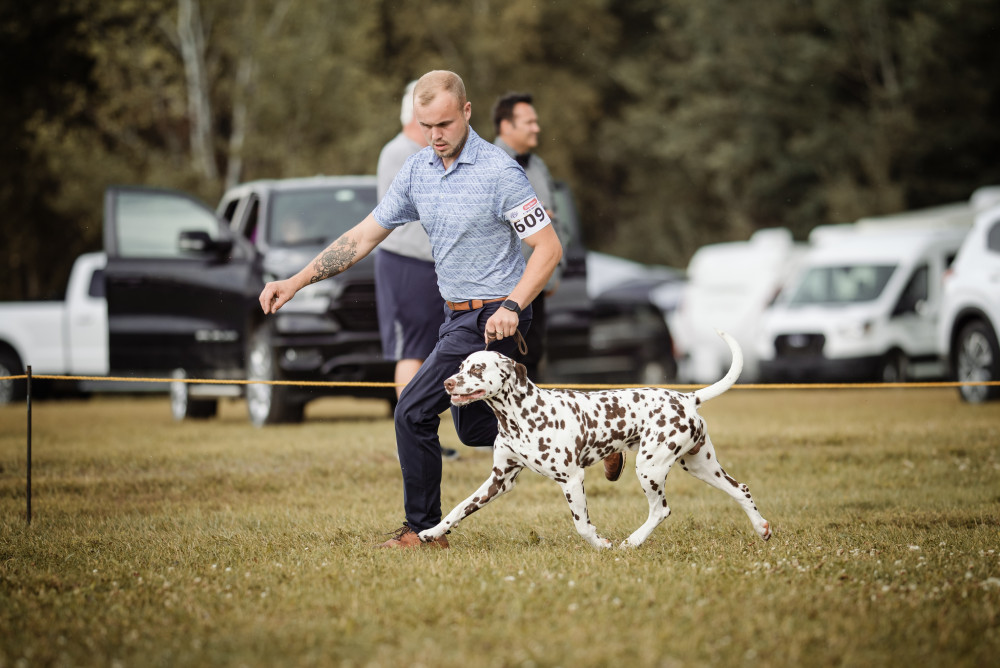 DotsOn Dancing with the Stars Pedigree