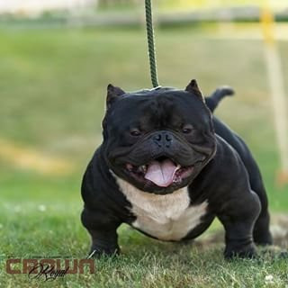Bully Unit's Crown Royal Pedigree