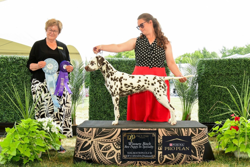 DotsOn Wishes do come True Pedigree