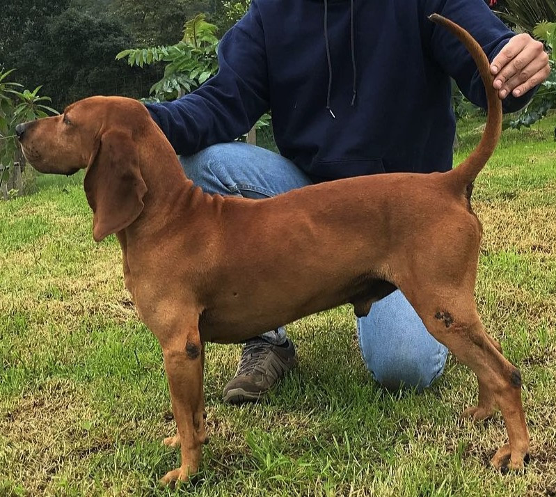 Burusa Del Rastro Criollo Pedigree