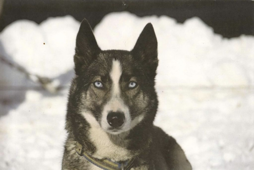 Minaska’s Maïkan Pedigree