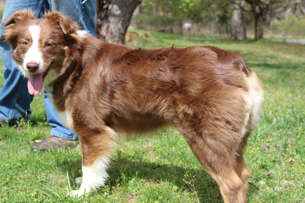 Southern Belle's Fesity Heidi Pedigree