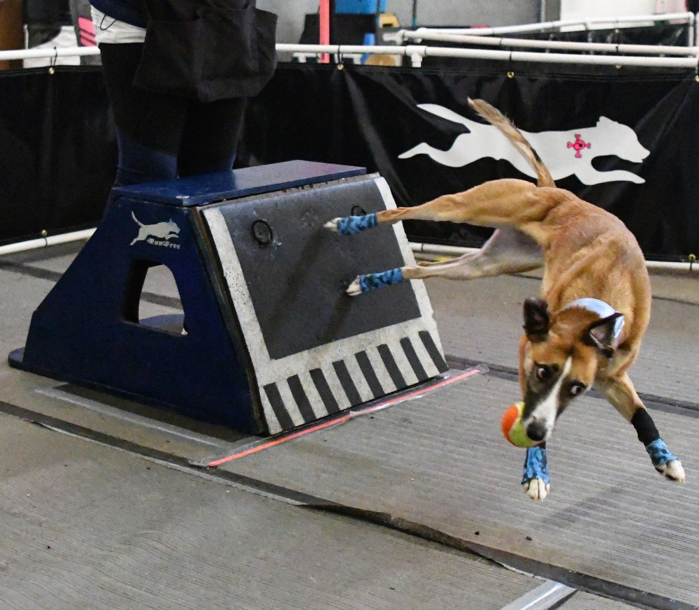 Rapid Change in Wind at TCS Pedigree