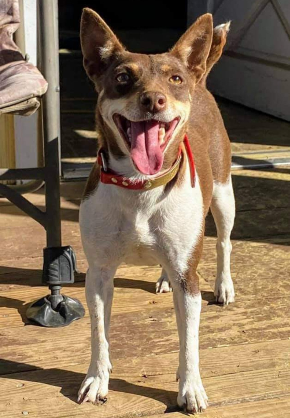 Live Wire Chance Upon a Star Pedigree